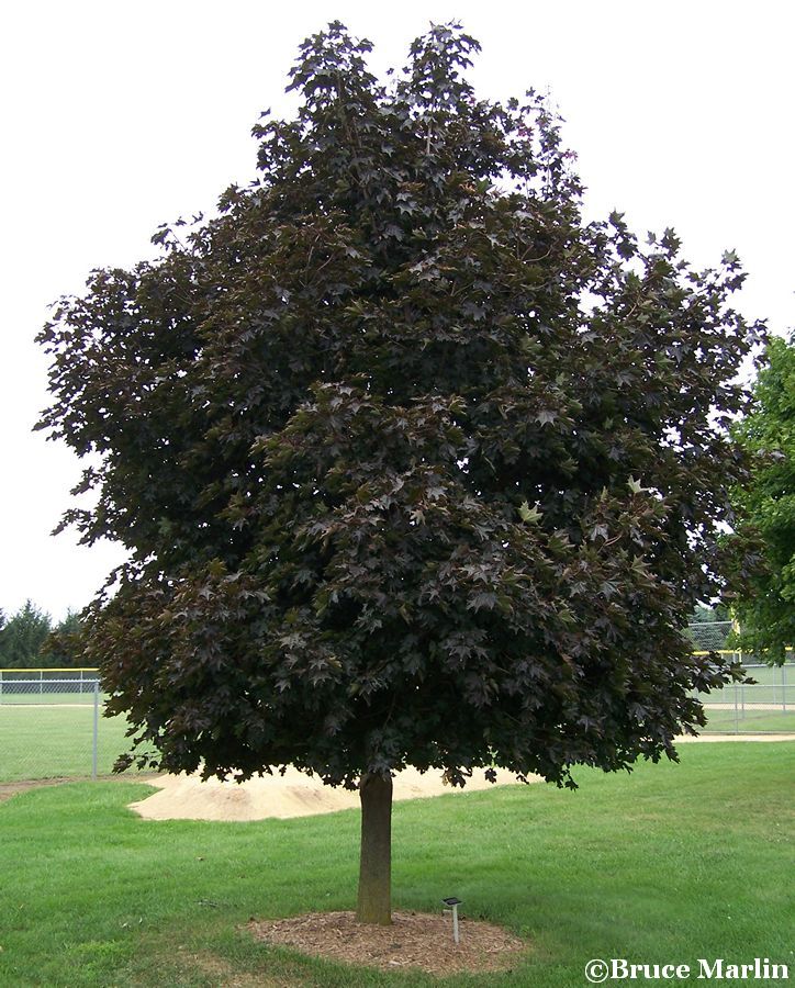 Big Trees 4U - select-your-tree