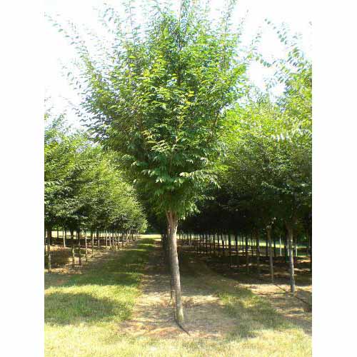 Big Trees 4U - select-your-tree