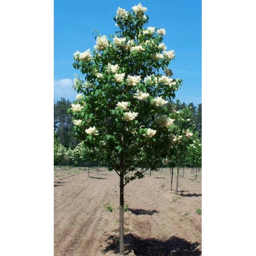 Big Trees 4U - select-your-tree