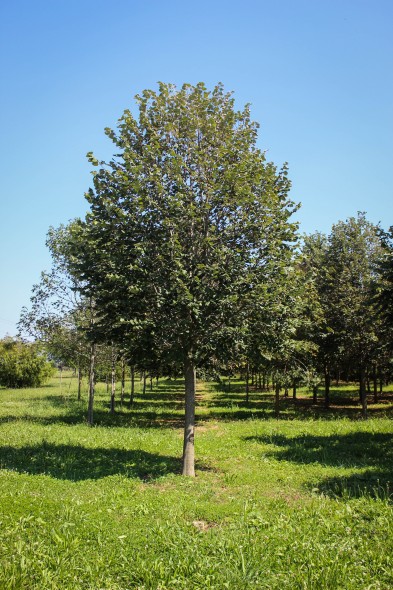 Big Trees 4U - select-your-tree